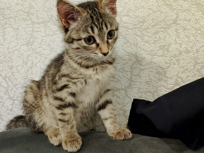 Котенок ищет дом