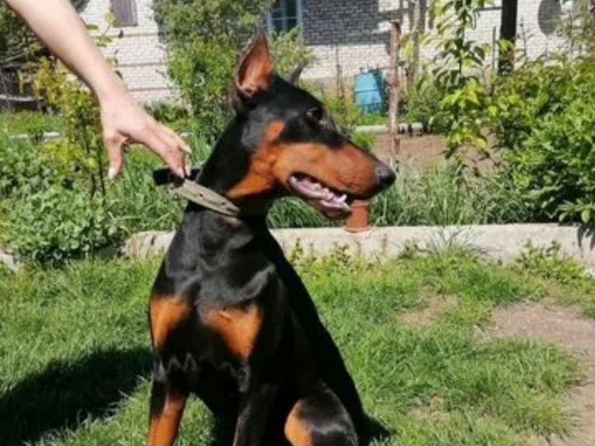 Собаки щенки Добермана