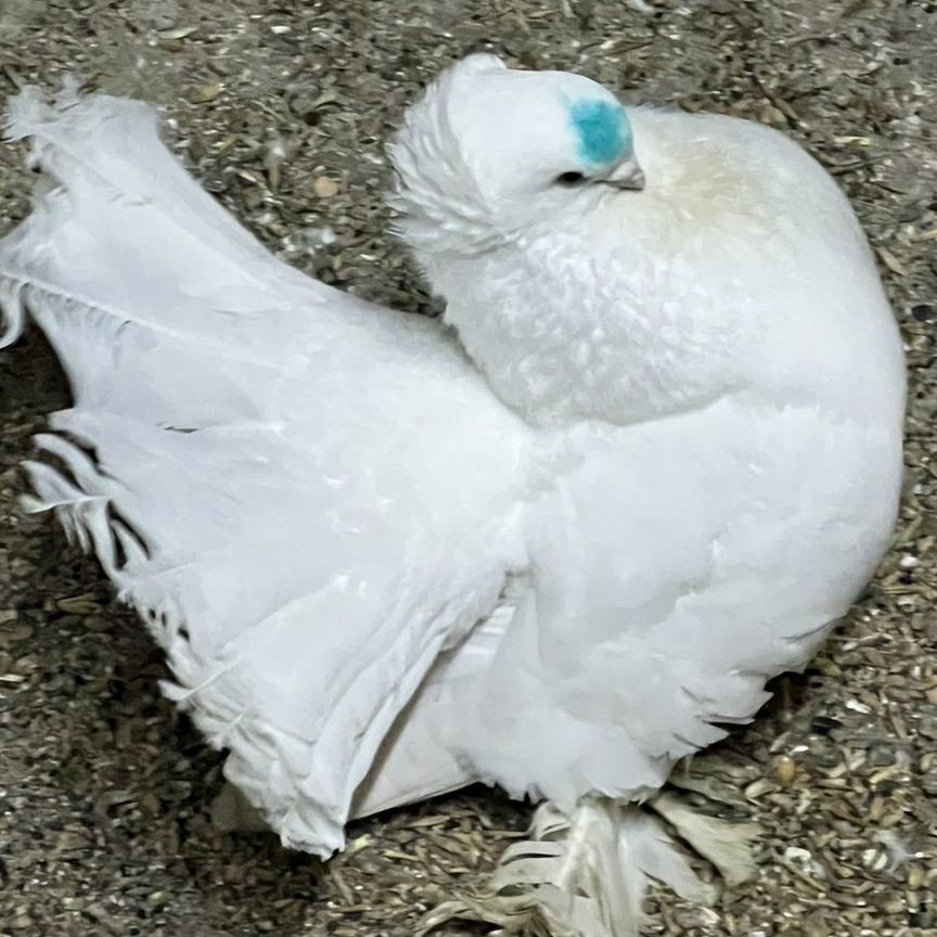 Голуби омские стастные