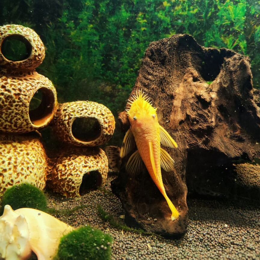 Золотой Анциструс самец