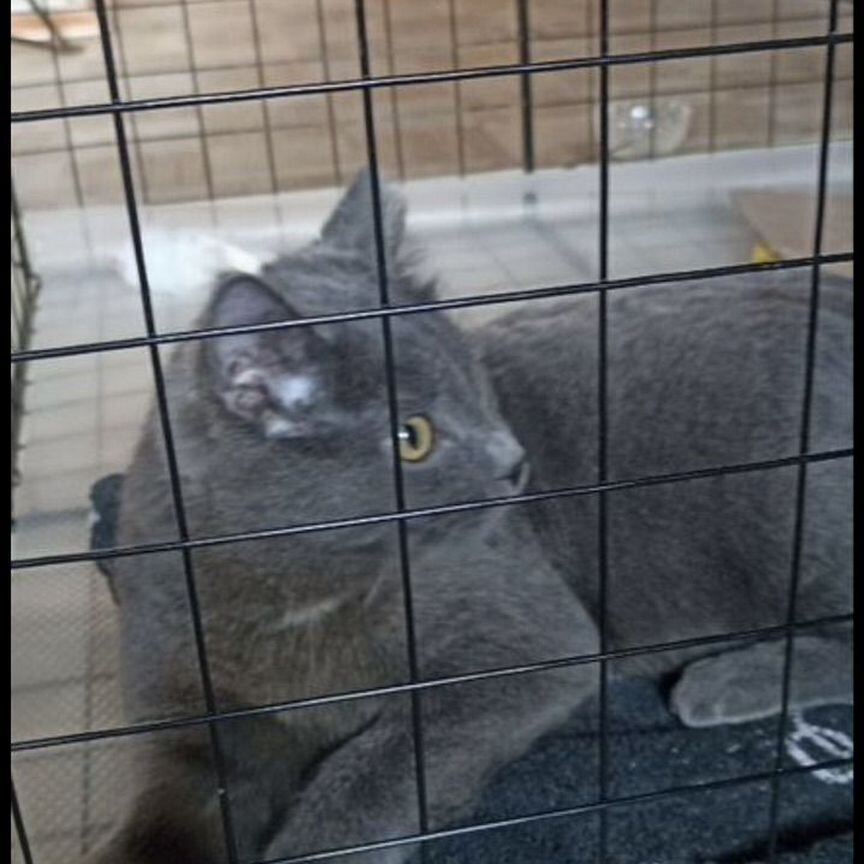 Кошки в добрые руки