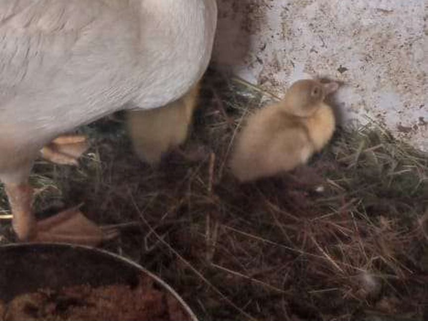 Утки индийский бегунок