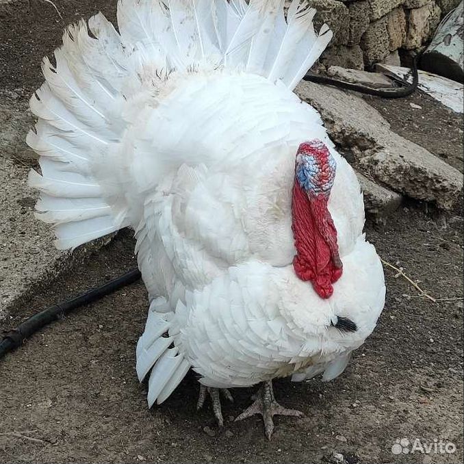 Индюк на продажу или на обмен