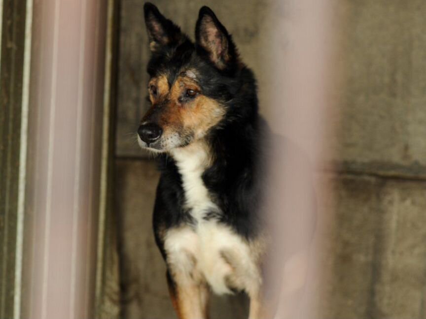 Собака кобель Гром в добрые руки