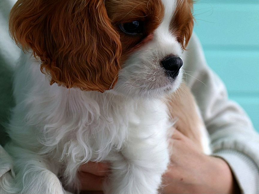 Кавалер кинг чарльз спаниель