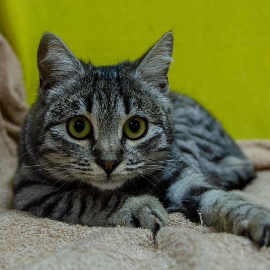 Мягкая нежная лапочка в добрые ручки