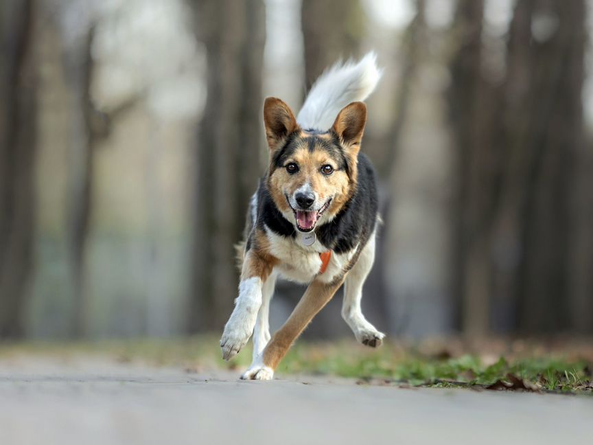 Собака в добрые руки