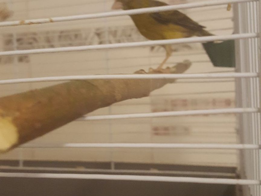 Канарейка самка