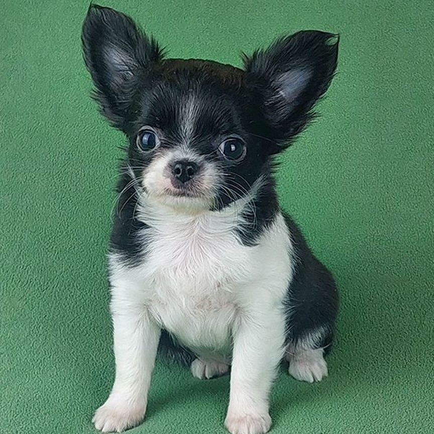 Чихуахуа, щенок