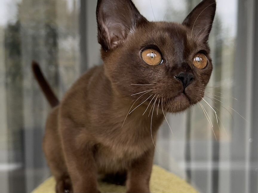 Бурманская кошка, соболиная кошка