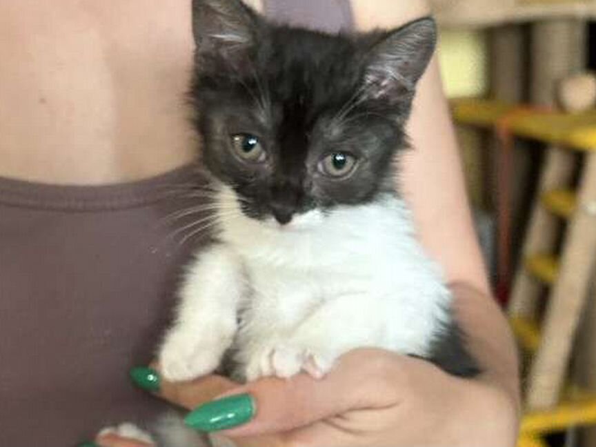 Маленький шустрик котёнок