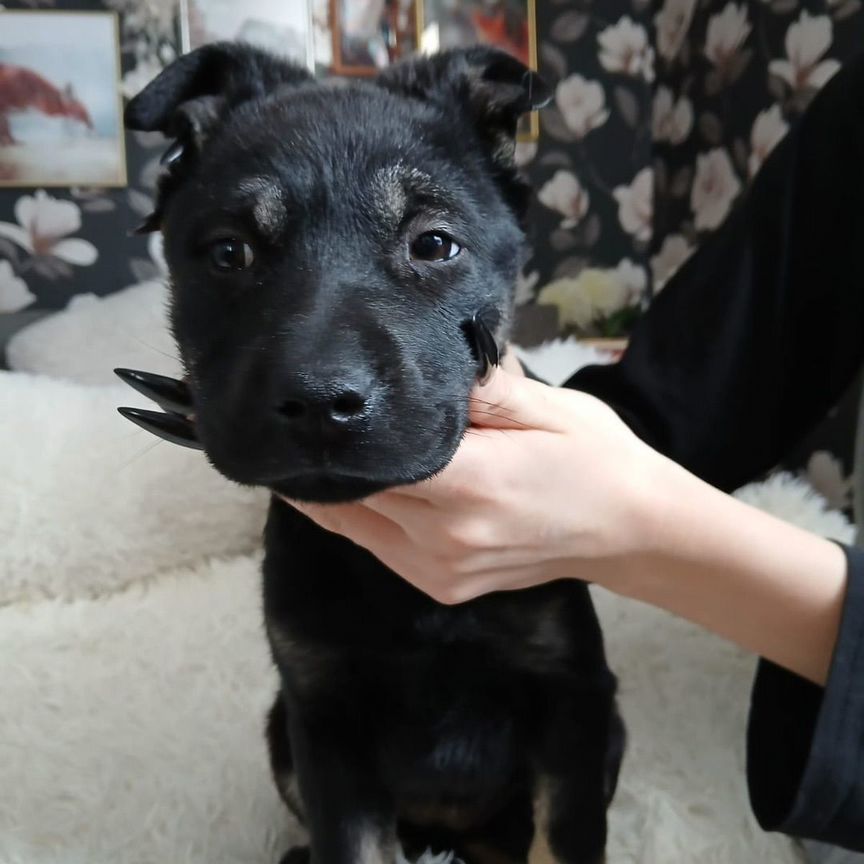 Красотка Шейла ищет дом