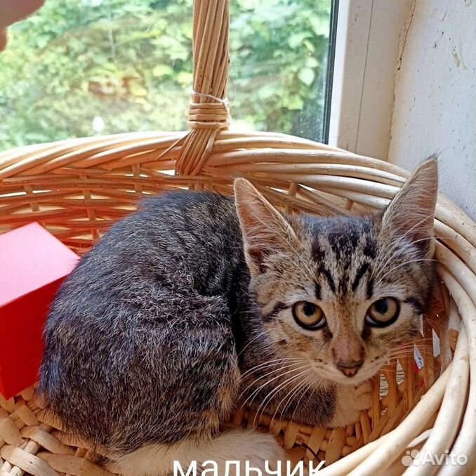 Котенок постреленок в дар