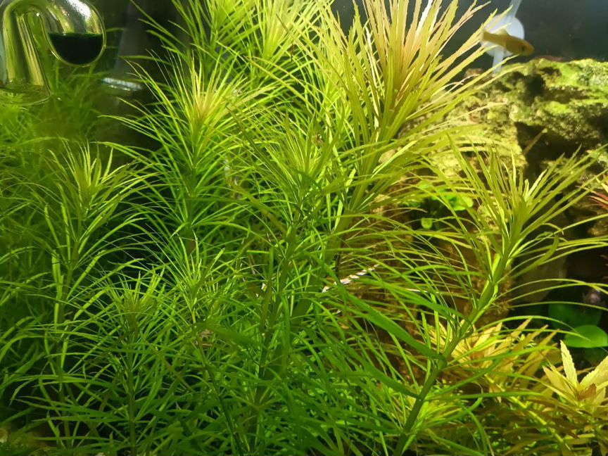 Аквариумные растения прополка