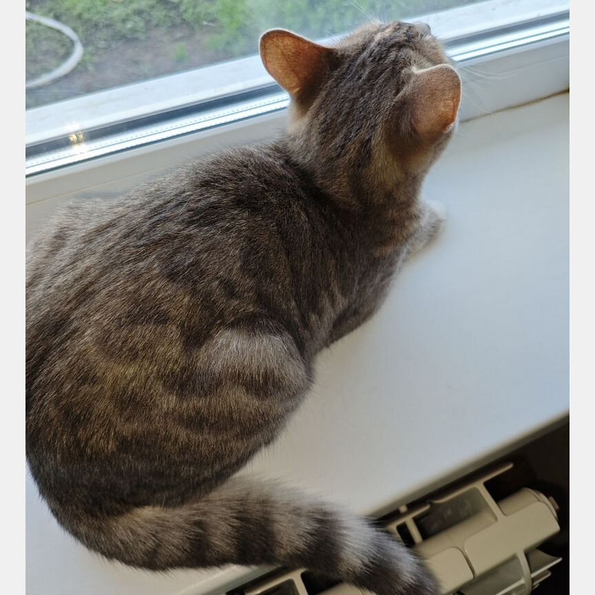 Отдаём котёнка