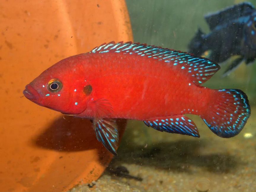 Хромис красавец