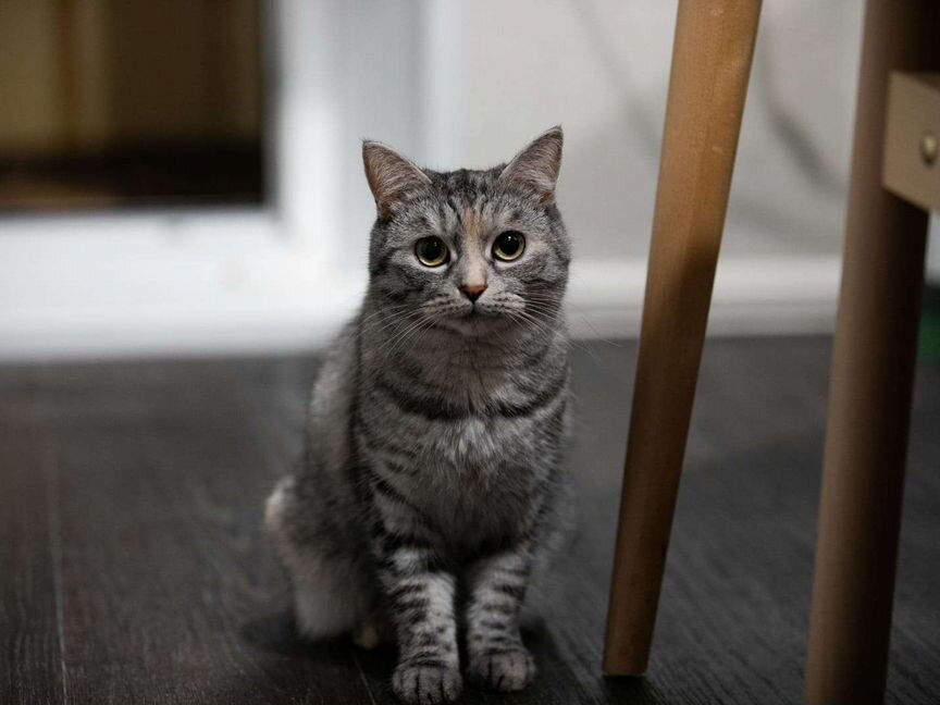 В дар очаровательная кошка