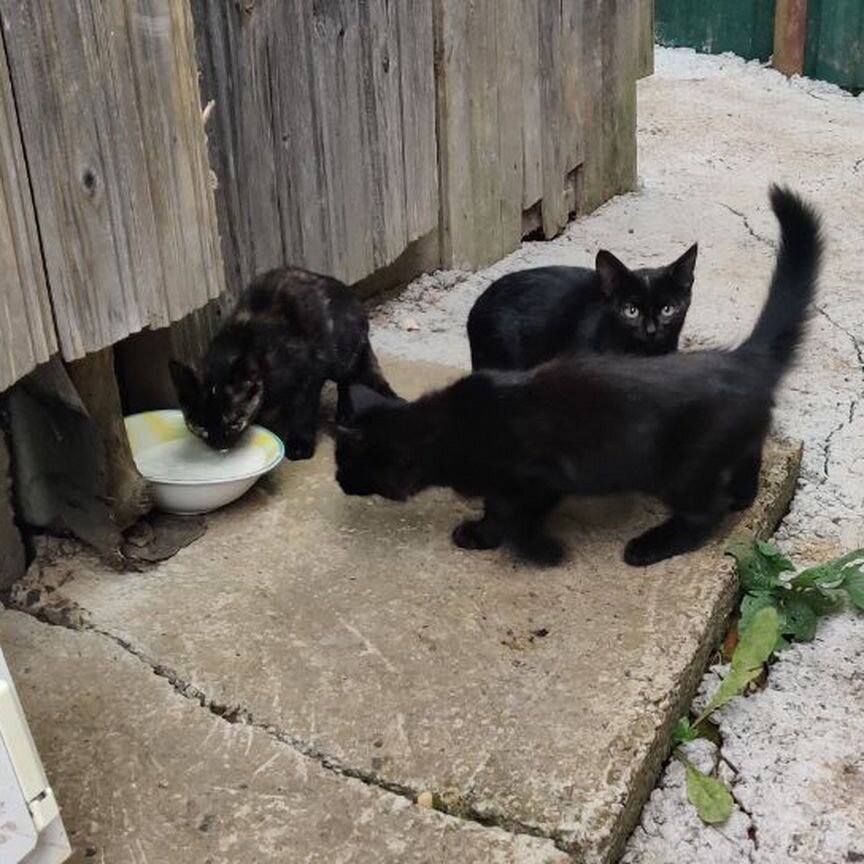 Котёнок в добрые руки