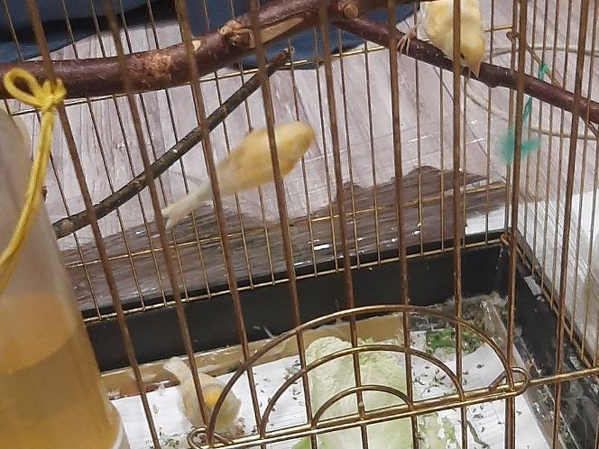 Кенара и канарейки