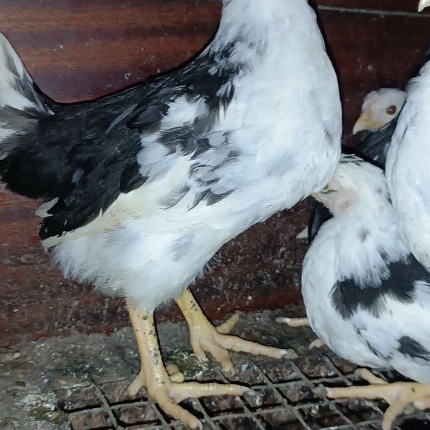 Леггорн далматинец