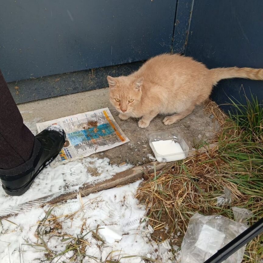 Котики выживают на улице