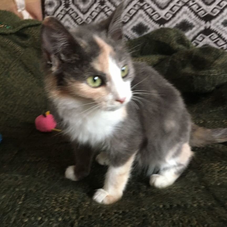 Ждём добрые ручки