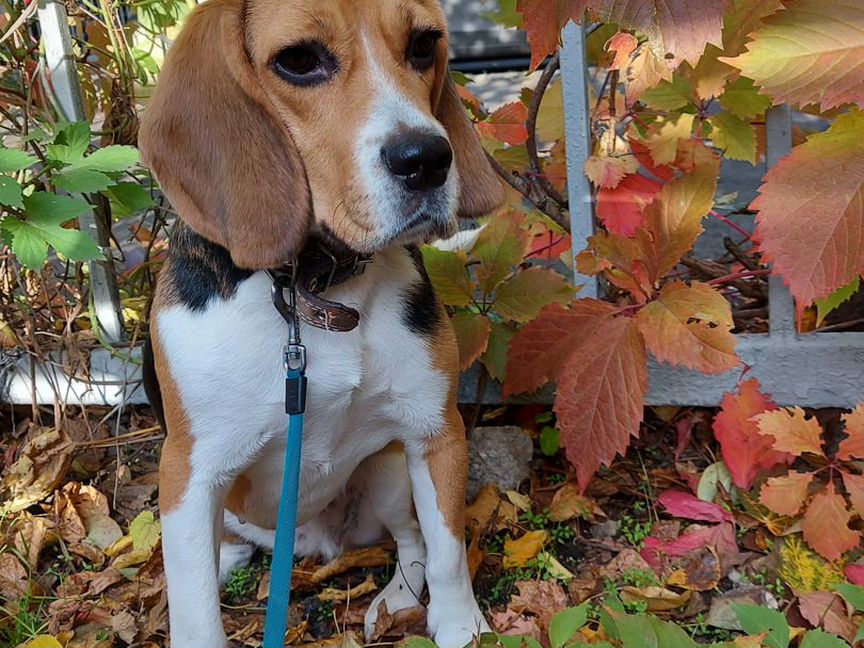 Отдам в добрые руки собаку породы бигль