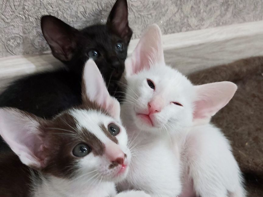 Ориентальные котята
