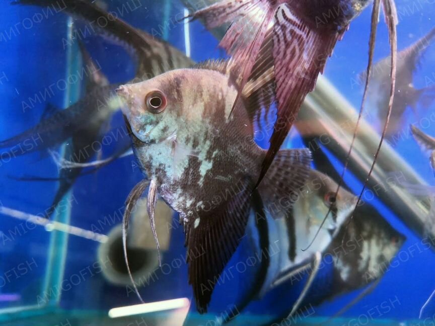 Скалярия Зелёный ангел