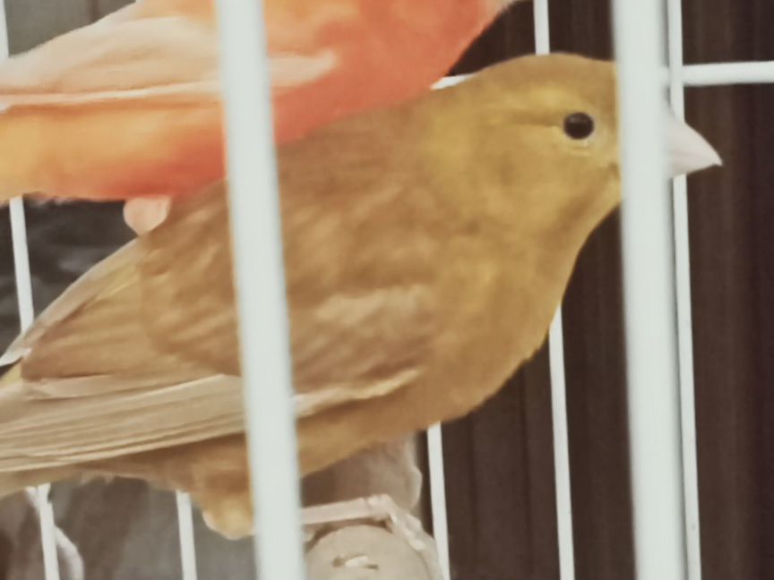 Продам канареек