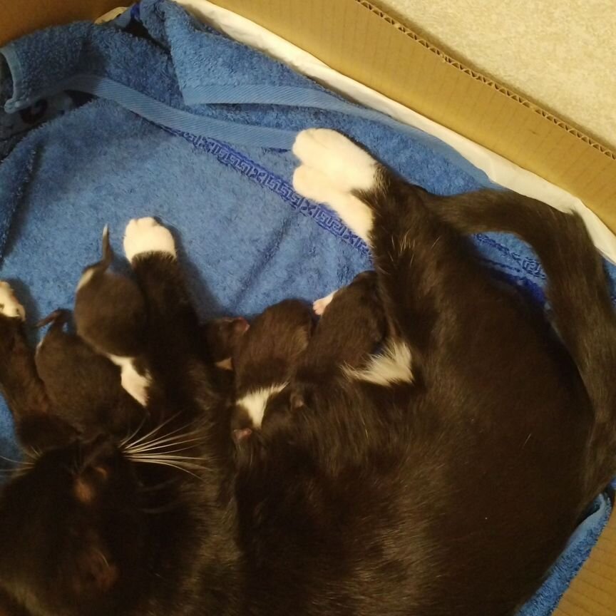 Отдам котят в добрые руки