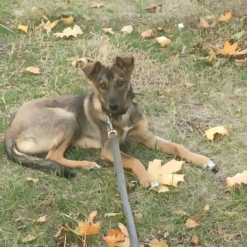 Собака в добрые руки