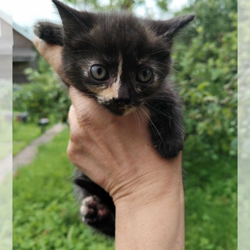 Котята отдам бесплатно