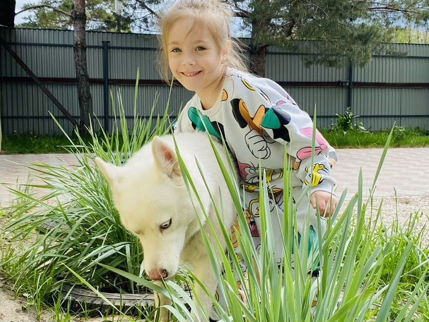 Собака в добрые руки отдам бесплатно