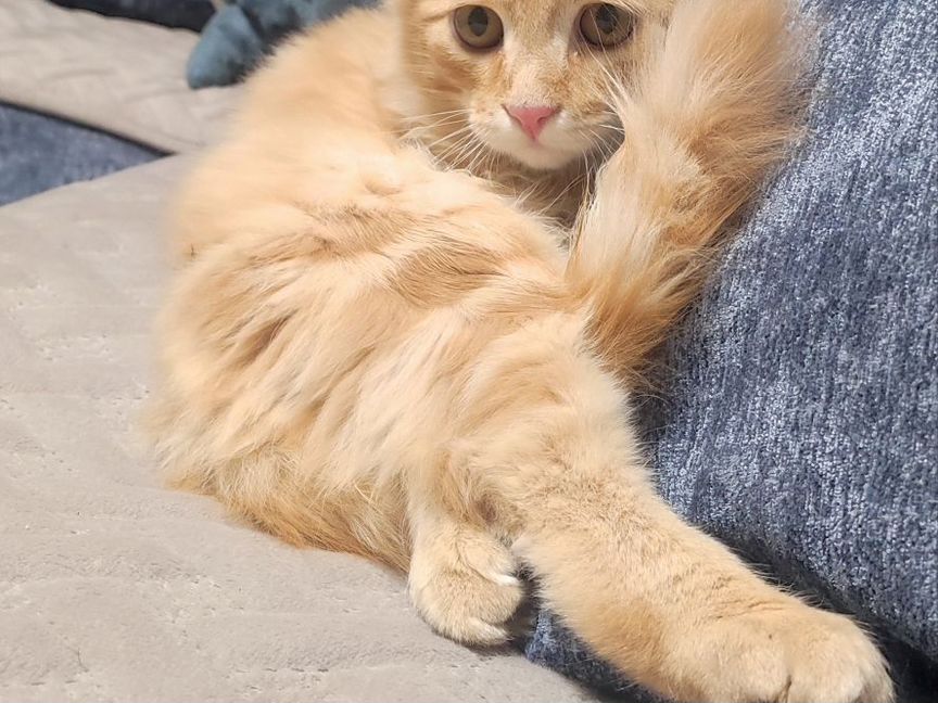 Котик