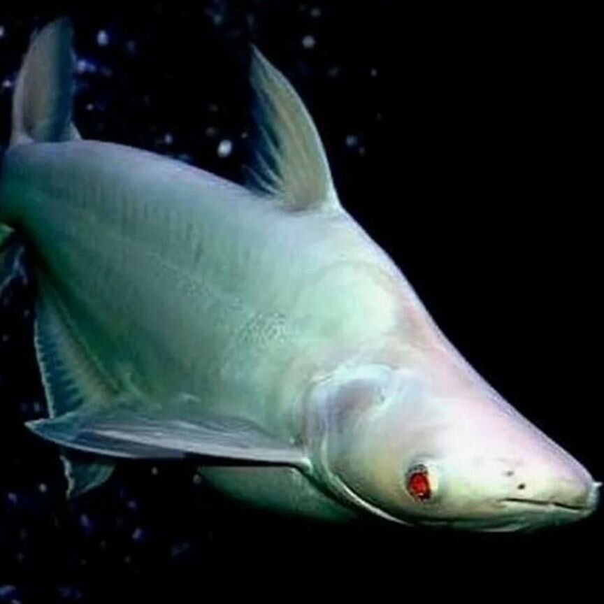 Акулий сом белый 4-5 Пангасиус - Pangasius sutchii