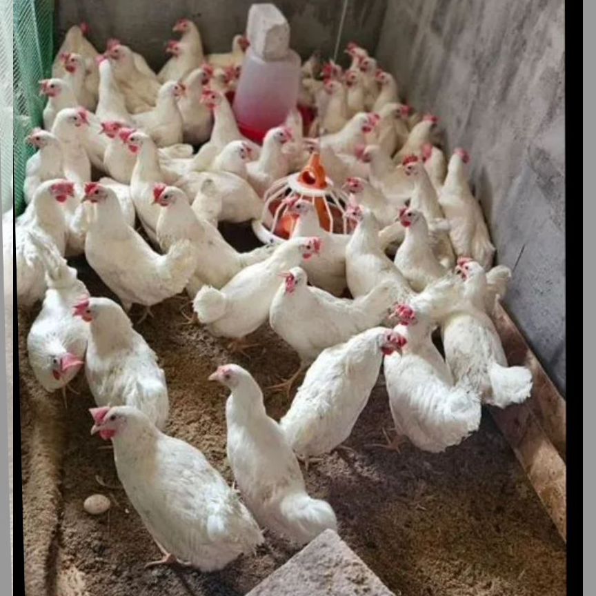 Куры несушки продам
