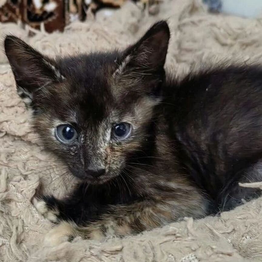 Ориентальный котёнок
