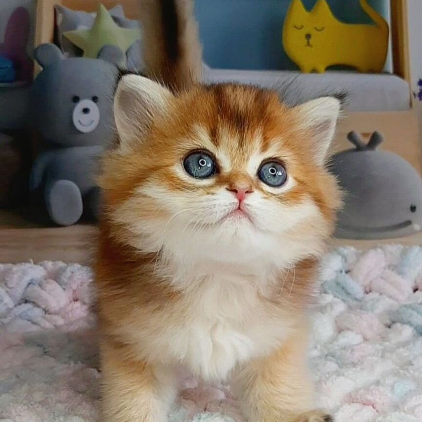 Шотландские котята с документами. Золотой пушистик