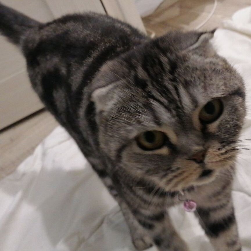 Шотландская вислоухая