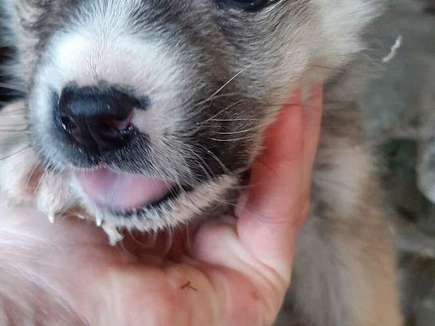 Собаки бесплатно в добрые руки щенки