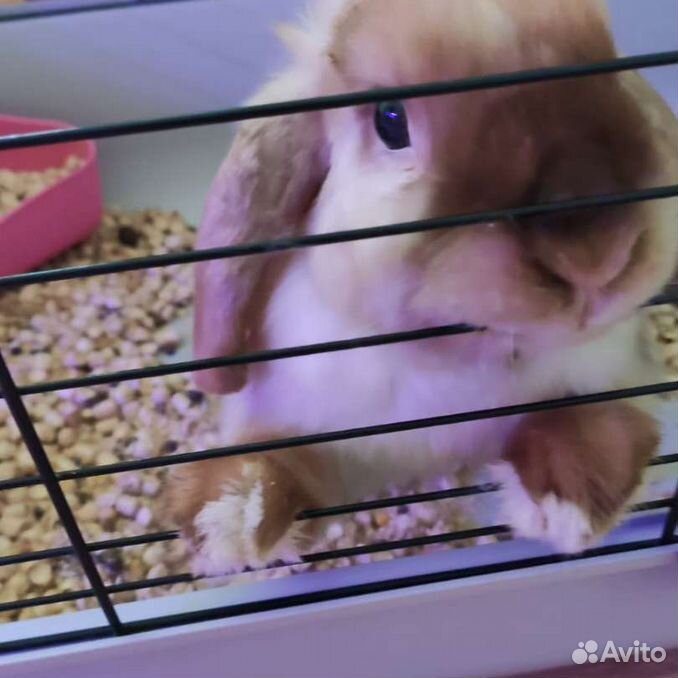 Продам декоративного кролика вислоухого