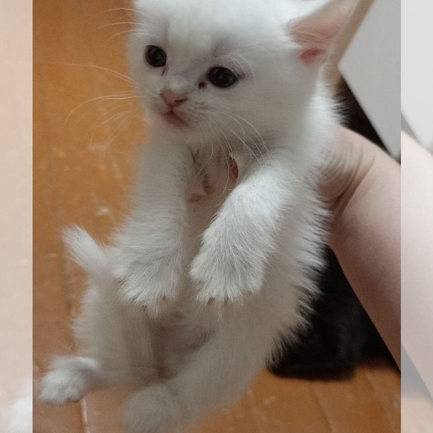 Котёнок в добрые руки