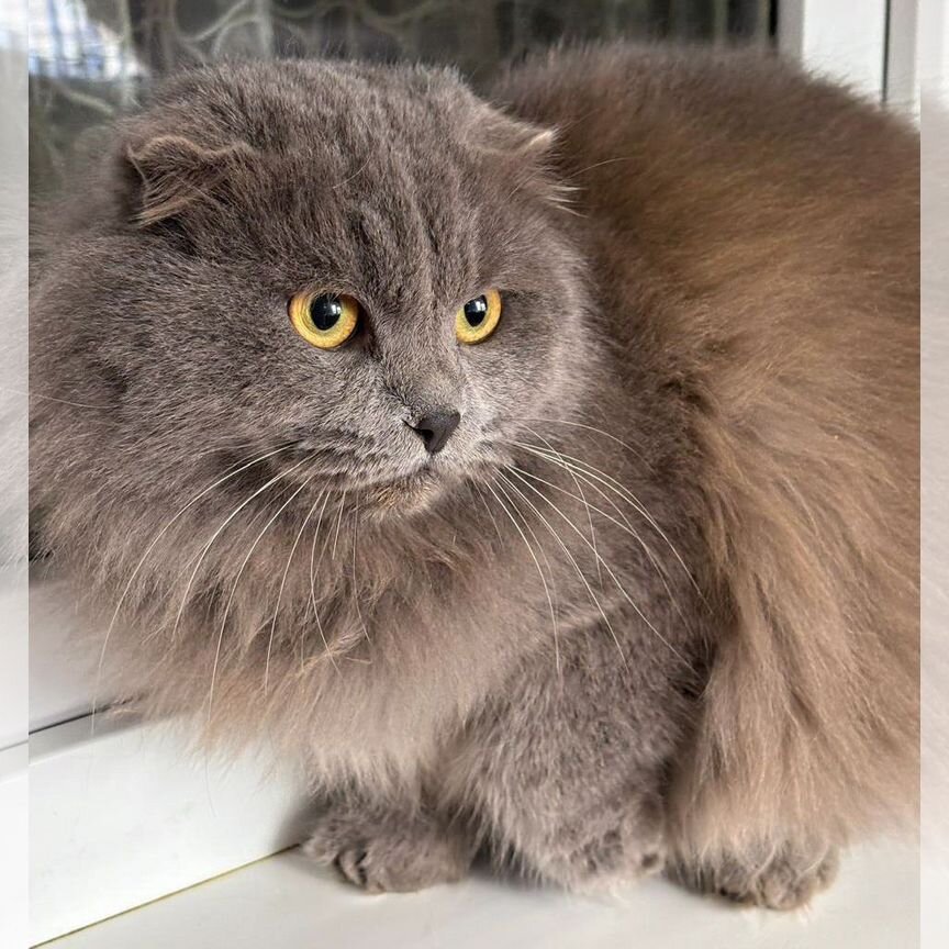 Шотландский вислоухий длинношёрстный, взрослый кот