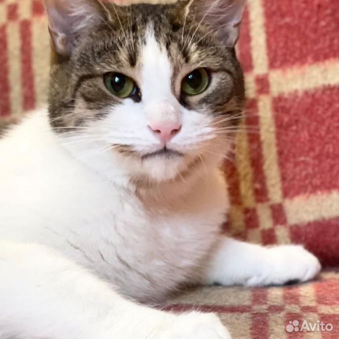 Чудесная красавица Молли 2 года ищет дом