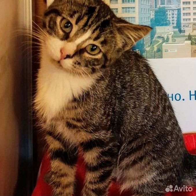 Котенок из коробки в добрые руки