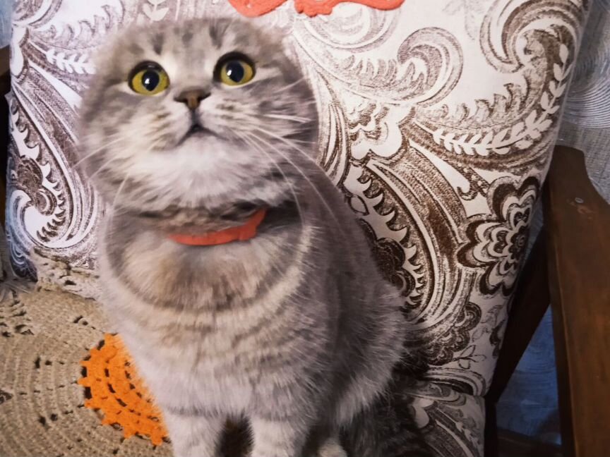 Купите жену своему котику