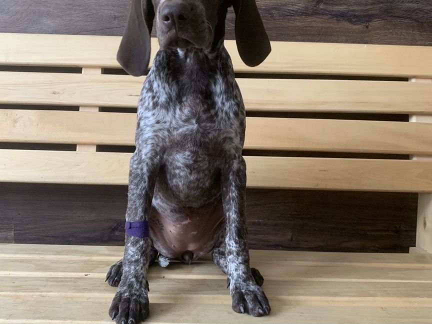 Щенок курцхаара от рабочих дипломированных родител