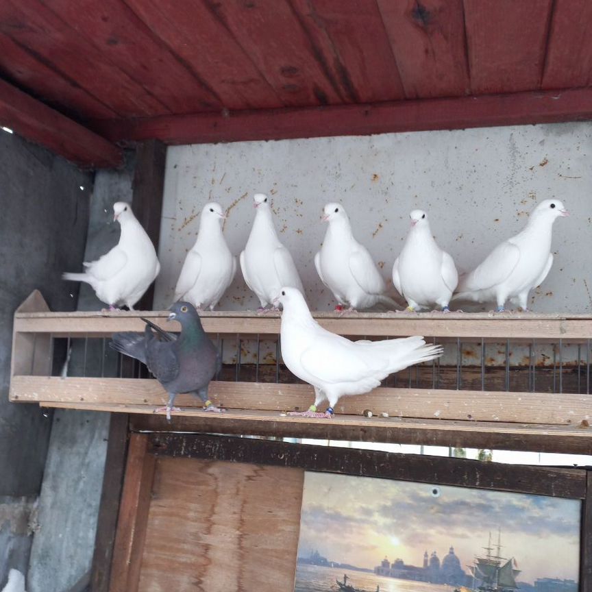 Голубь Бакинцы,нагоненые, на игре