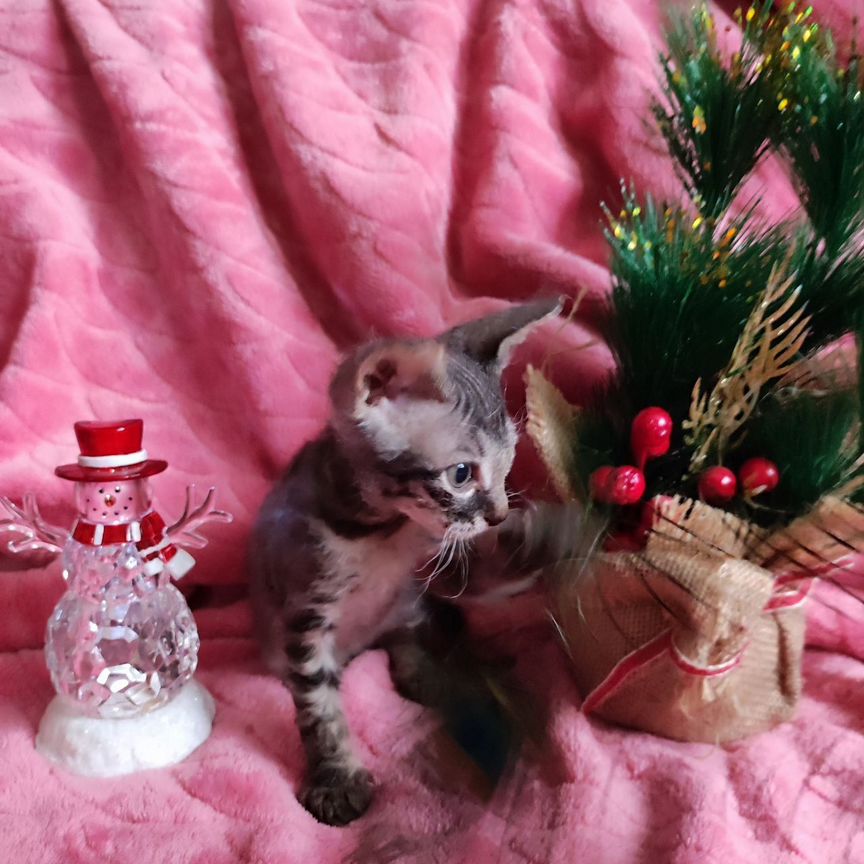 Сфинк котик мягкий браш